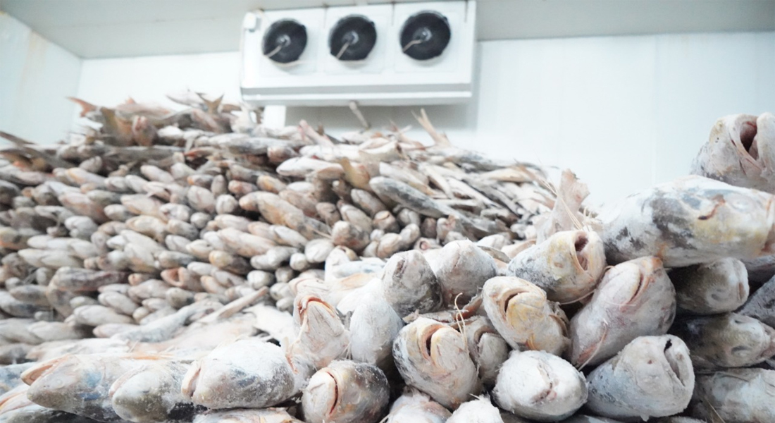 Bursel Dapat Bantuan Cool Storage – Kabartimurnews.com